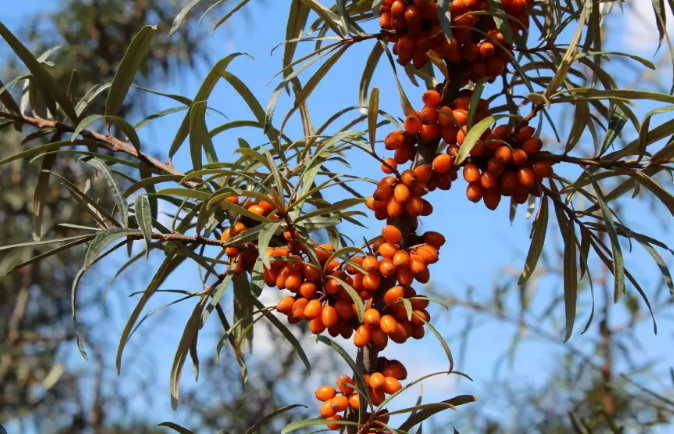 Développement d'une lotion après-soleil apaisante à base d'extrait CO2 ...